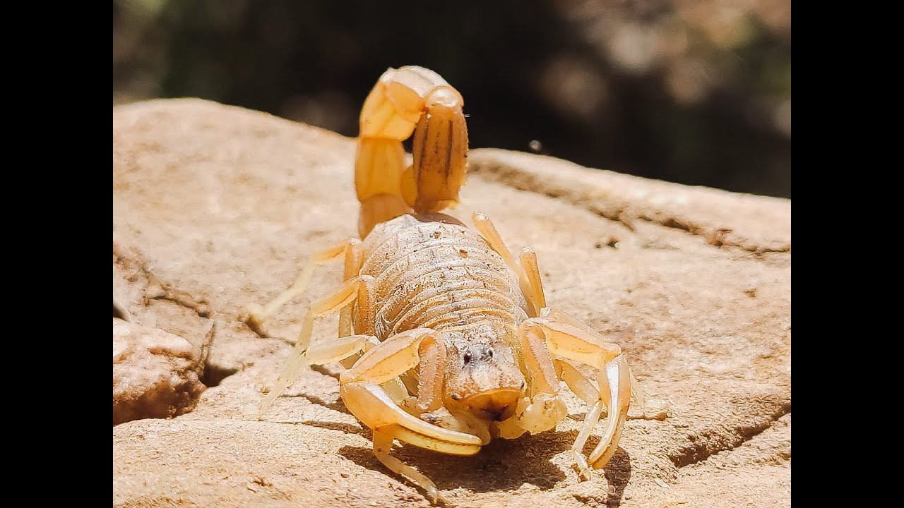Alacrán común/Escorpión amarillo -Buthus Occitanus #Alacrancomun # ...