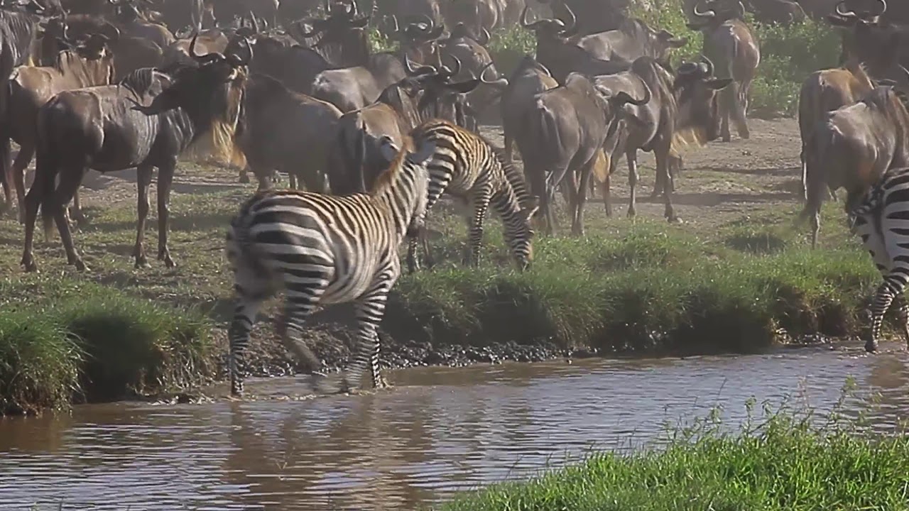 Wildebeest migration at Ndutu Area - YouTube