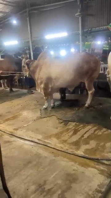beautiful Geer#bangladesh #bull #cow #cattleworld #cowlover #animals ...