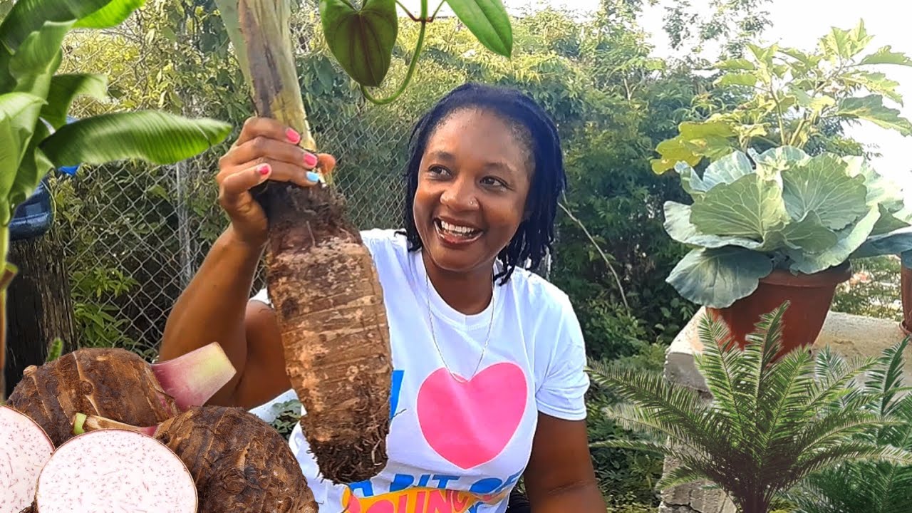 Growing An Abundance of FOOD in my Backyard || Introducing Dasheen ...