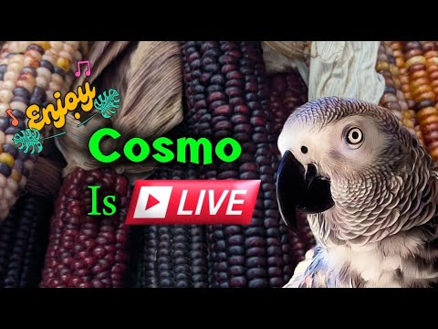 Cosmo the funny parrot is live! - YouTube