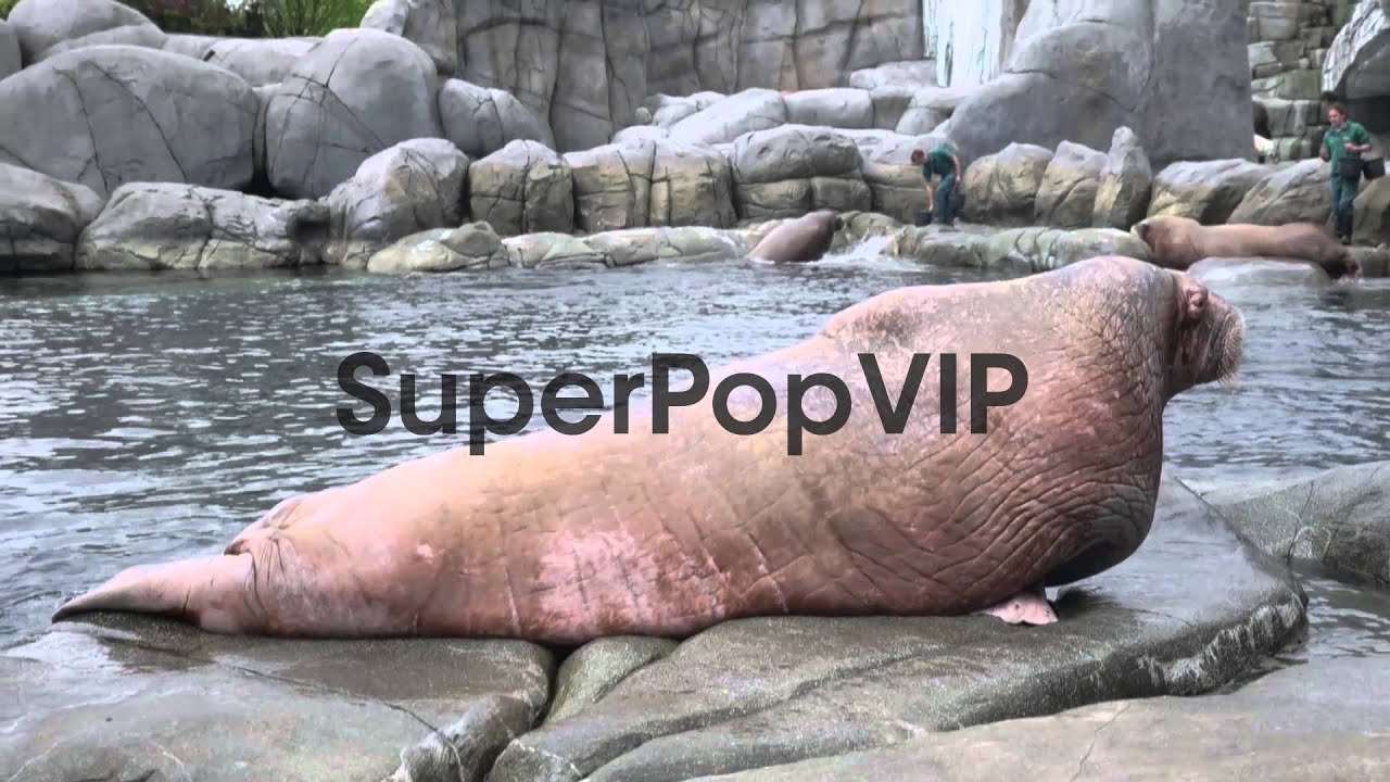 Mid shot of a walrus. A walrus looks in the camera during... - YouTube