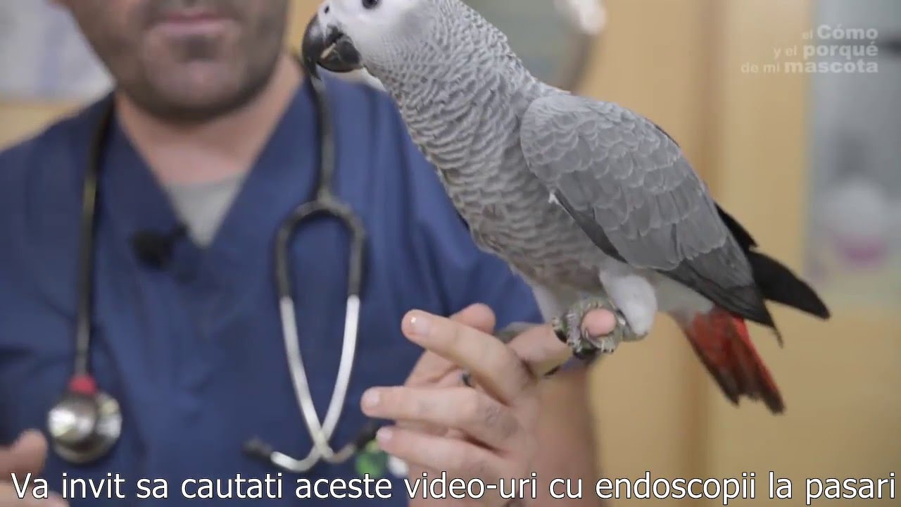 PASARI - Papagalul Gri African - Papagalul Yaco - YouTube