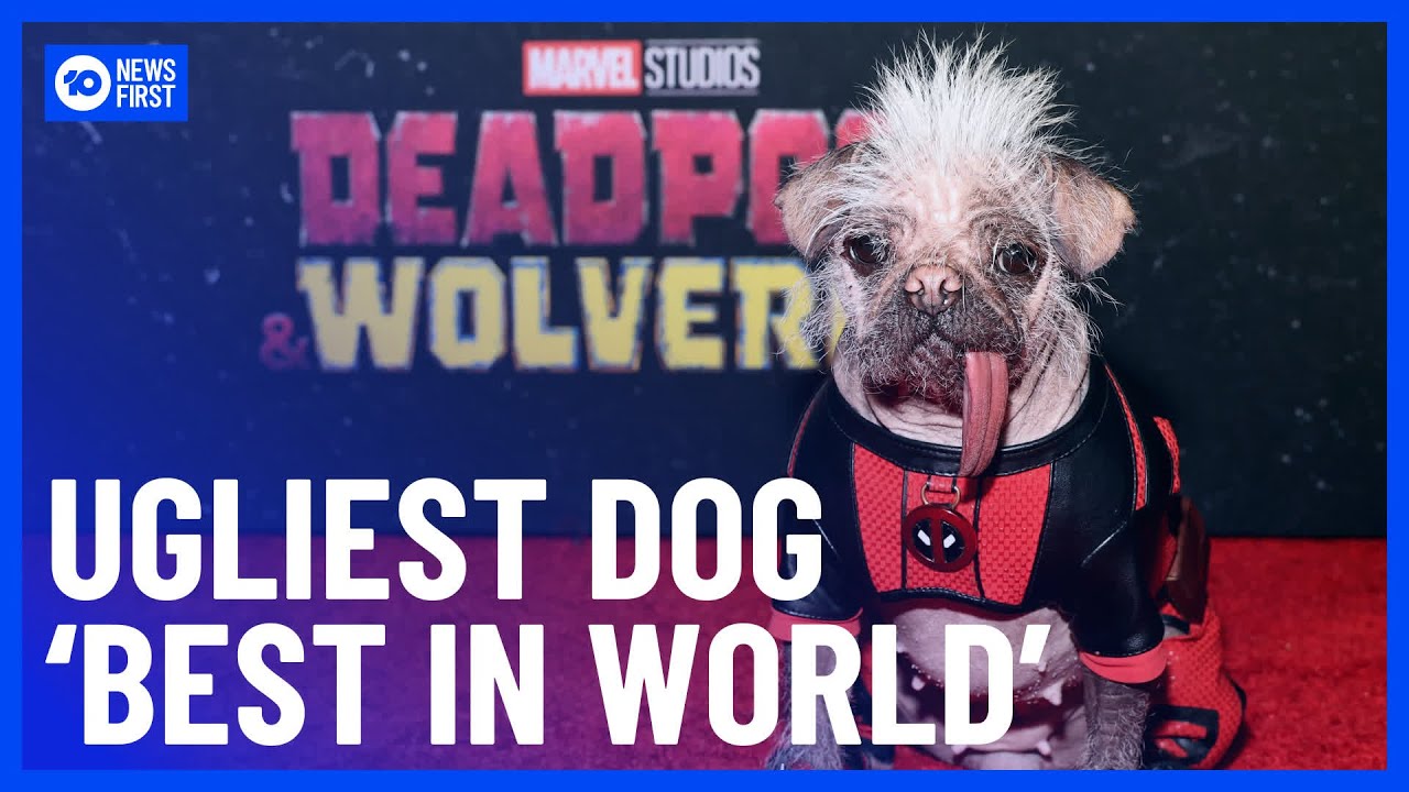 Deadpool Star Dog Wins Top Prize At Canine Oscars | 10 News First - YouTube