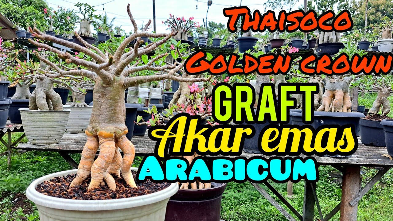 SAMBUNG AKAR EMAS ARABICUM DENGAN SEDLING THAISOCO - YouTube