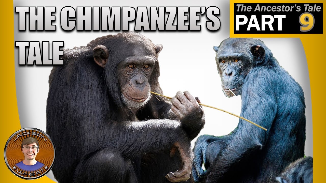 The Chimpanzee's Tale - YouTube