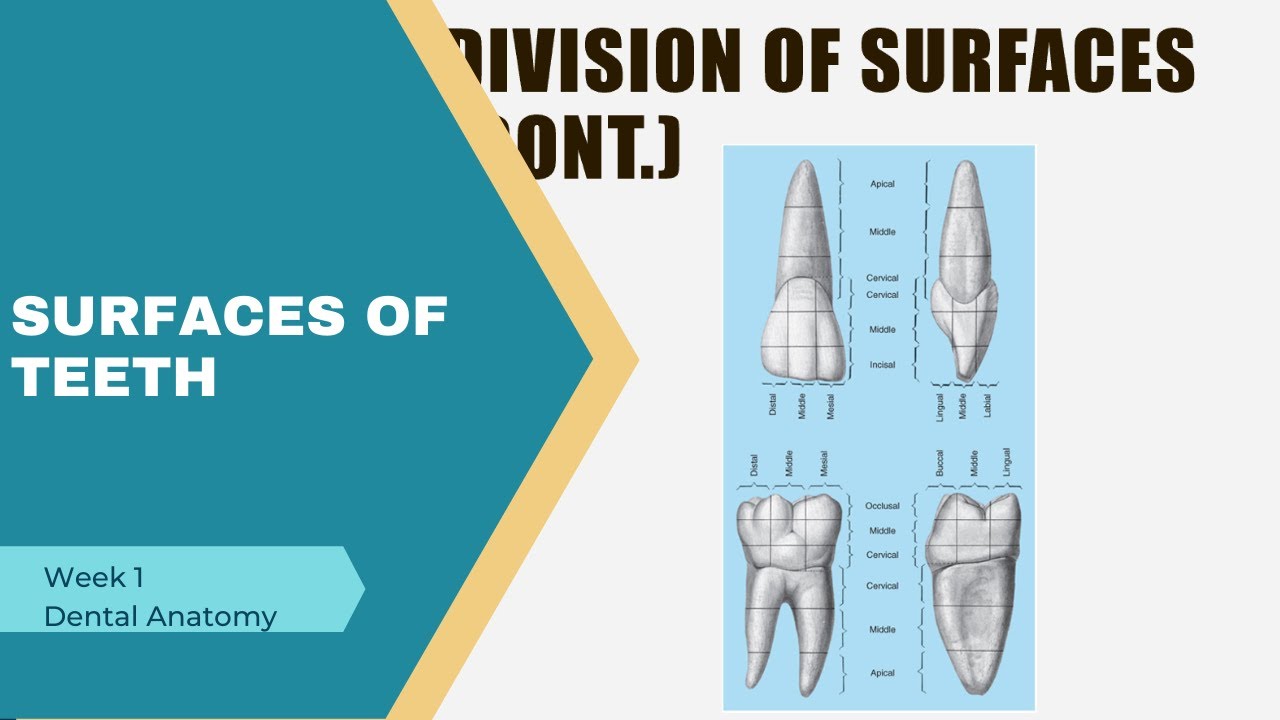Surfaces of Teeth - YouTube
