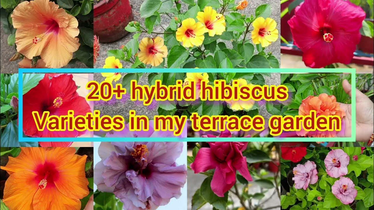 🔴20+ Hybrid Hibiscus flower varieties in my terrace garden/ Hibiscus ...