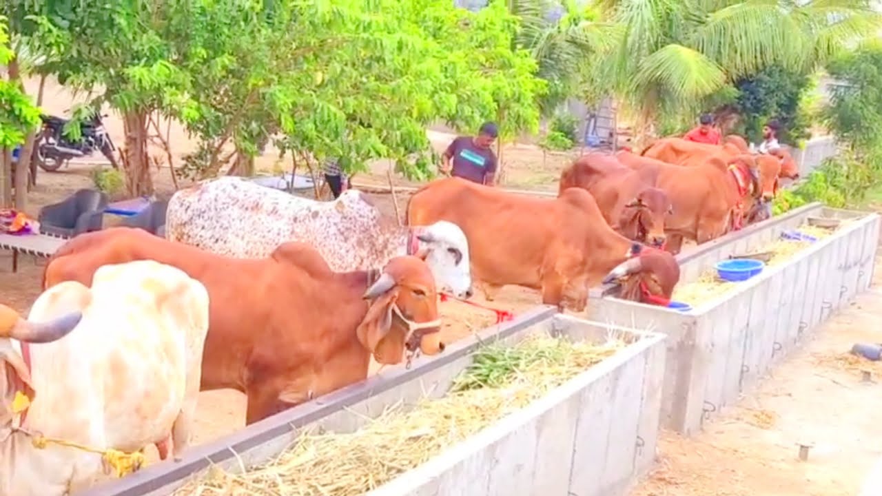 12 Gir Cow Available For Sale at Bhavnagar Gujarat 👍 16/17-18 Liter ...