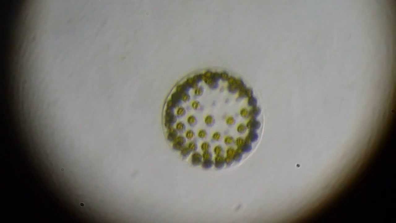 Unidentified Volvocales Species (Pleodorina?) - YouTube