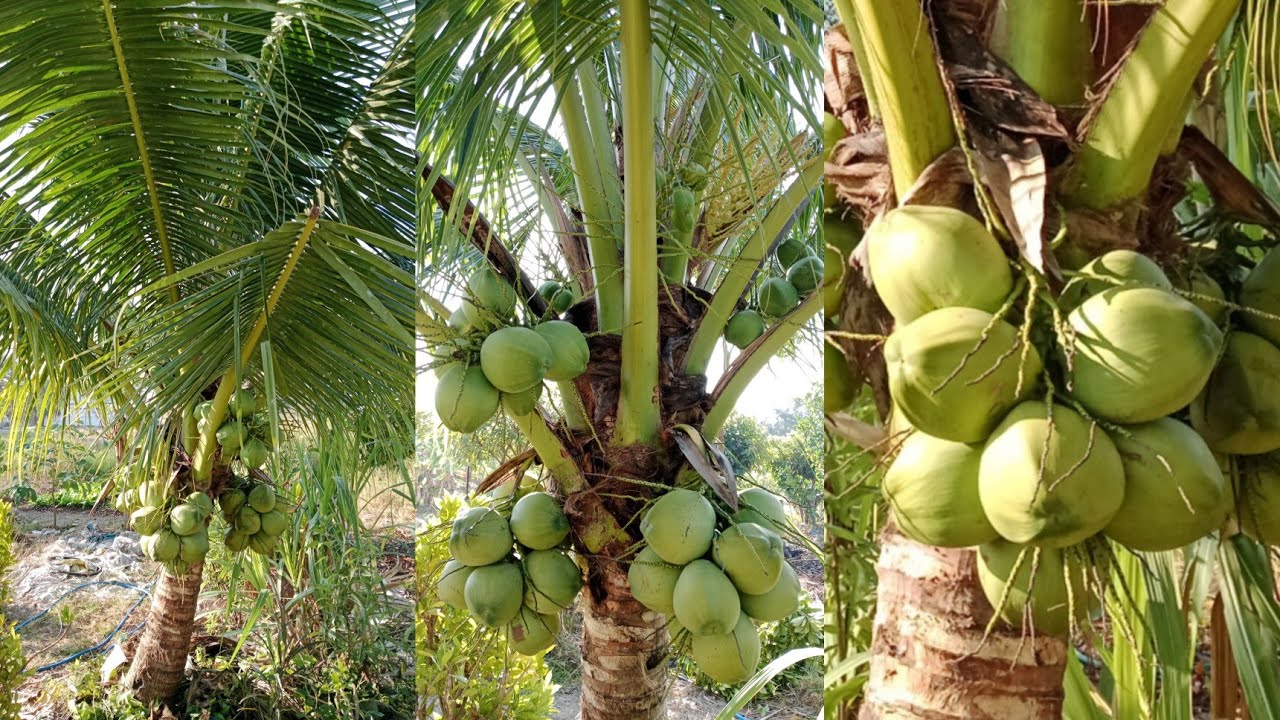 CoCo Nut Tree | အုန်းပင်သေးသေးလေးနဲ့ သီးတဲ့အုန်းပင် - My Family Garden ...