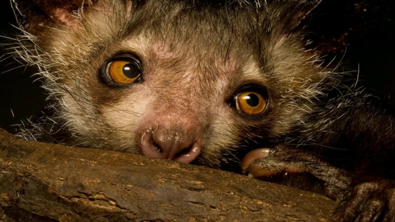 Aye aye Facts Interesting Facts about Aye aye Facts about Aye aye - YouTube