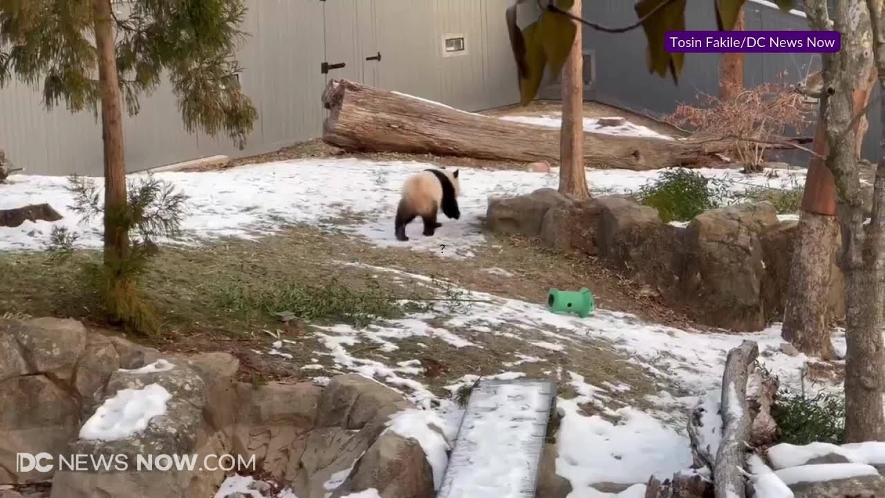 WATCH: DC's giant panda make first public appearance at National Zoo ...