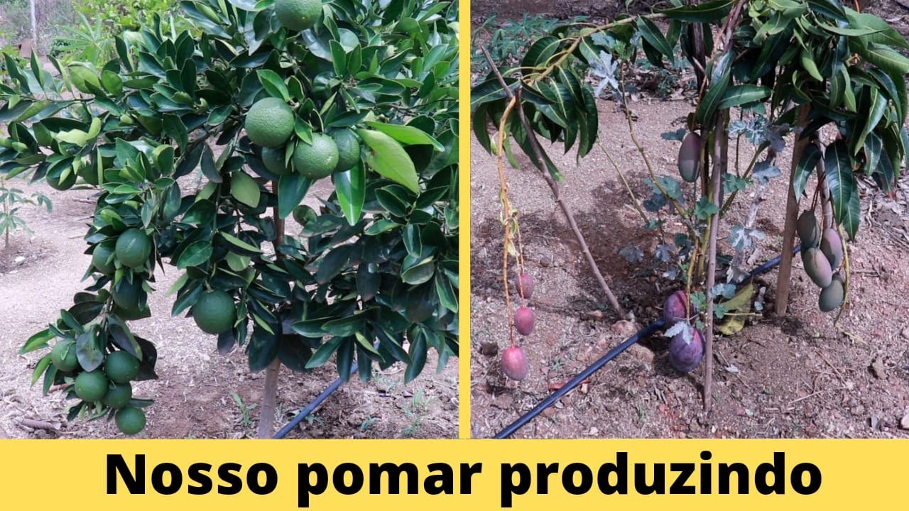 DESENVOLVIMENTO DO NOSSO POMAR APÓS 1 ANO E 7 MESES DO PLANTIO - YouTube