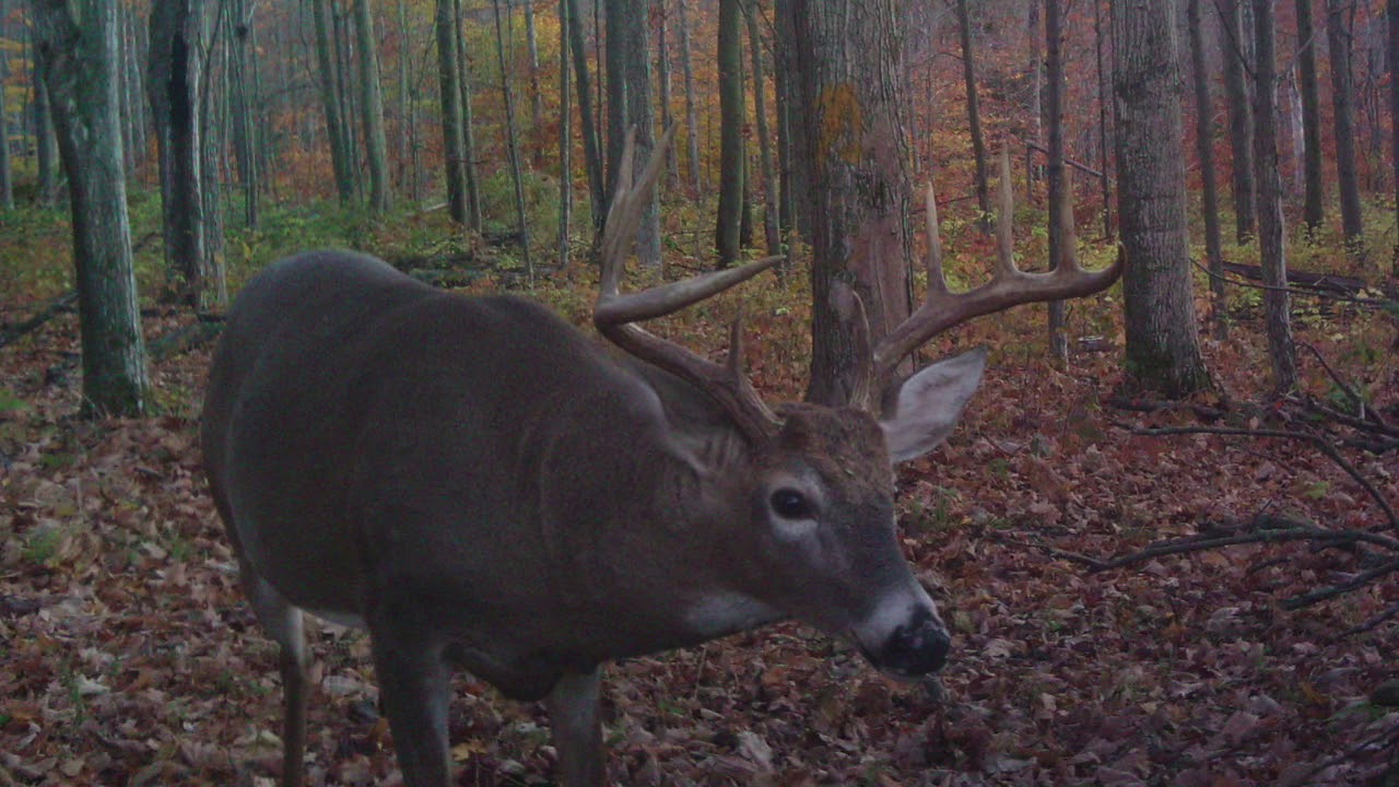 Whitetail Deer Hunting--8 pointer taken down (2019 season recap) - YouTube