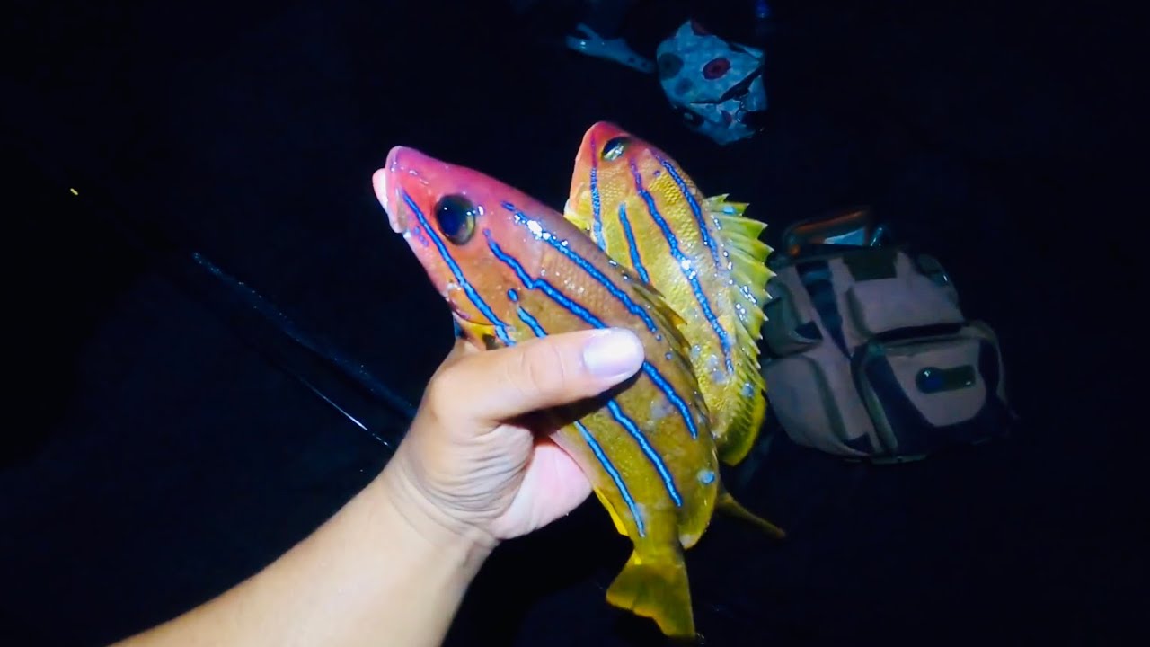 TA’APE/Blue Stripe Snapper -Smoked Fish Attempt | Catch Clean Cook ...