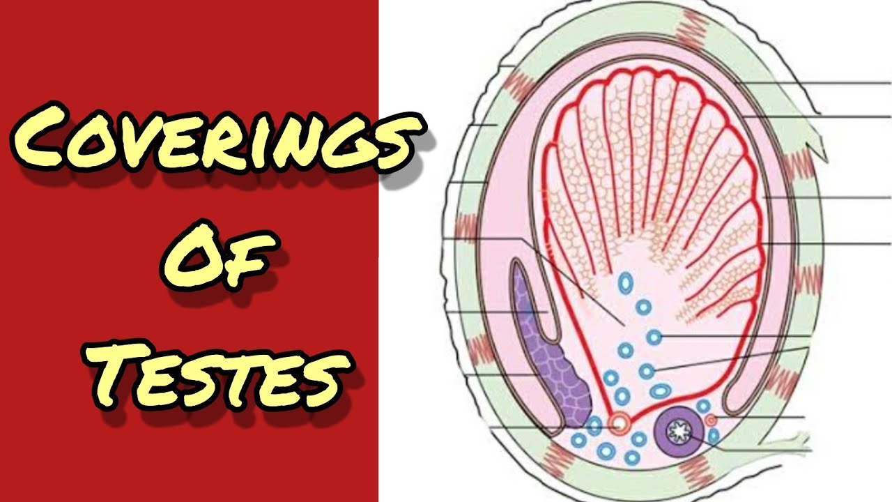 Coverings of testes - Easy explanation @Dr.FizaAli-61 - YouTube
