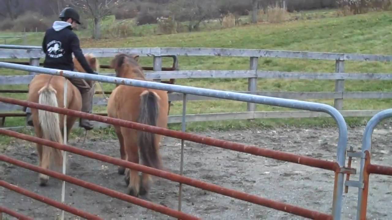 Teaching Your Horse To Pony Video 2 - YouTube