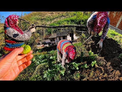 ☀️ Köy Bahçesinde Büyük Temizlik! Belleme + Bezelye Dikimi