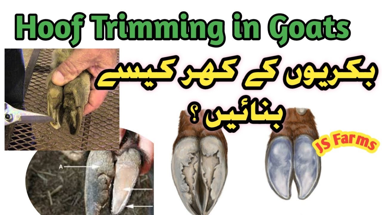 Hoof Trimming in Goats| بکریوں کے کھر کیسے بنائیں؟ Modern Goat Farming ...