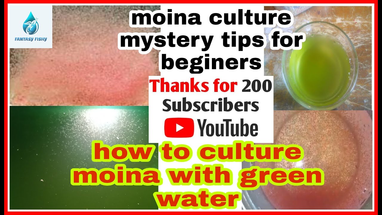 Moina culture mystery tips for begginers in tamil - YouTube