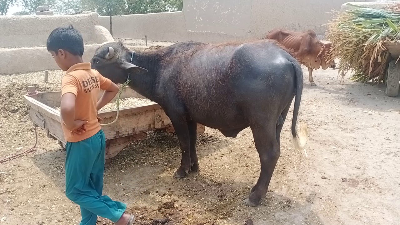 Watch nili ravi buffalo cattle for sale in punjab Pakistan on YouTube ...