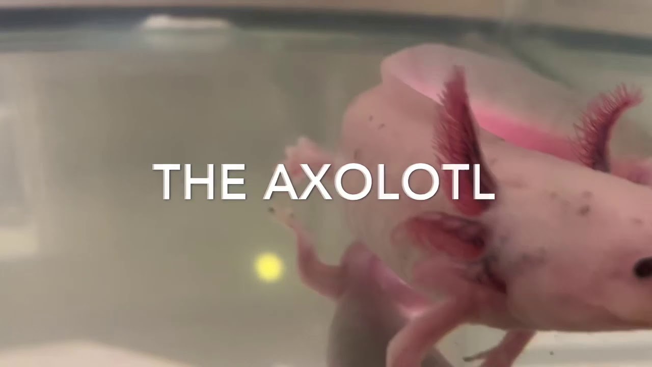 Axolotl and Cellular Regeneration | Science Ambassador Scholarship ...