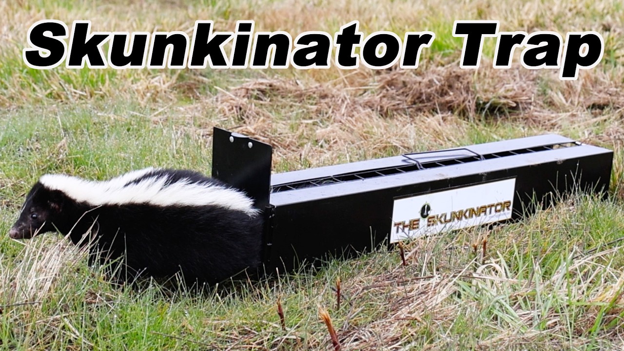 The SKUNKINATOR Skunk Trap - How To Catch Skunks Without Getting ...
