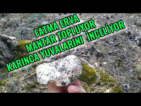 Fatma Erva mantar toplarken karınca yuvası gördü.