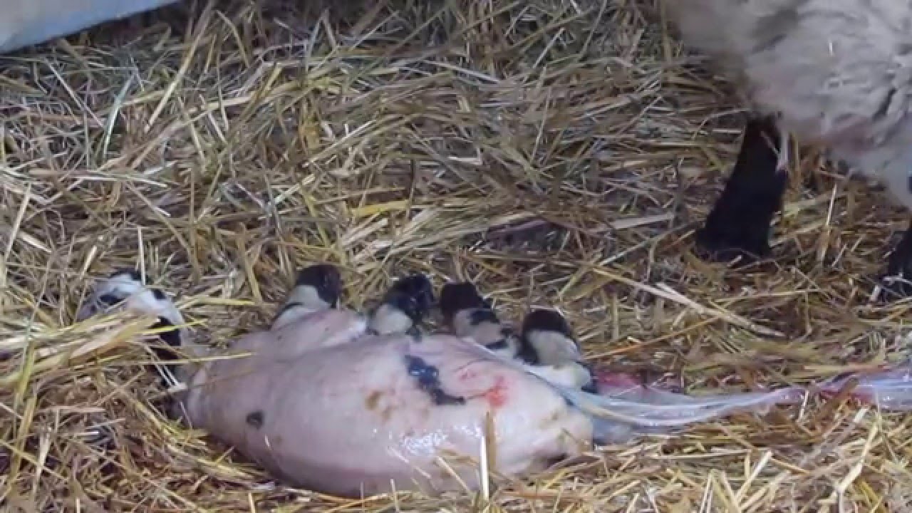 First lamb birth 2016! - YouTube
