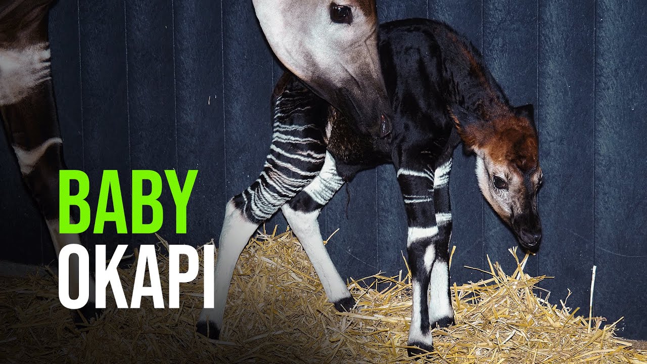 Baby Forest Giraffe (Okapi) Born At Beekse Bergen - YouTube