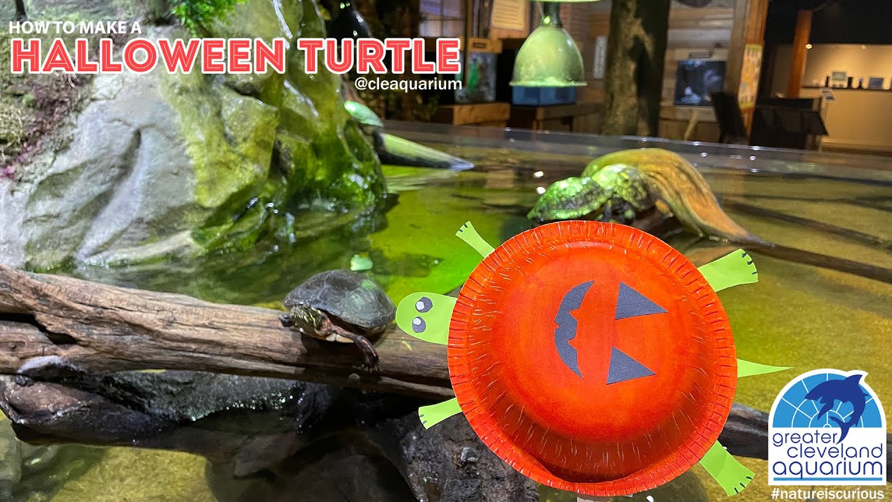 How To Make A Halloween Turtle @CLEAquarium - YouTube