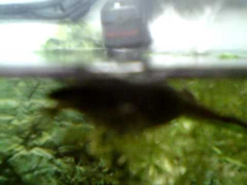 African dwarf frog with bloat? - YouTube