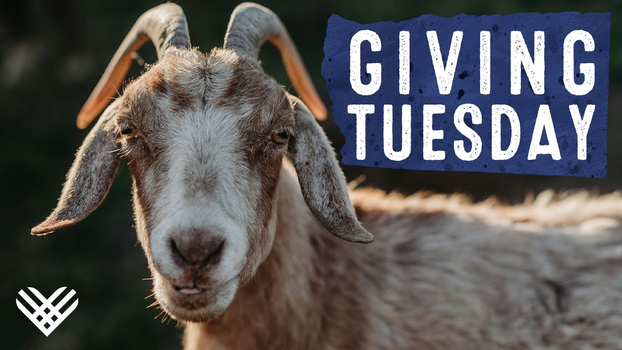 Giving Tuesday - Can you help Brownie the goat? - YouTube