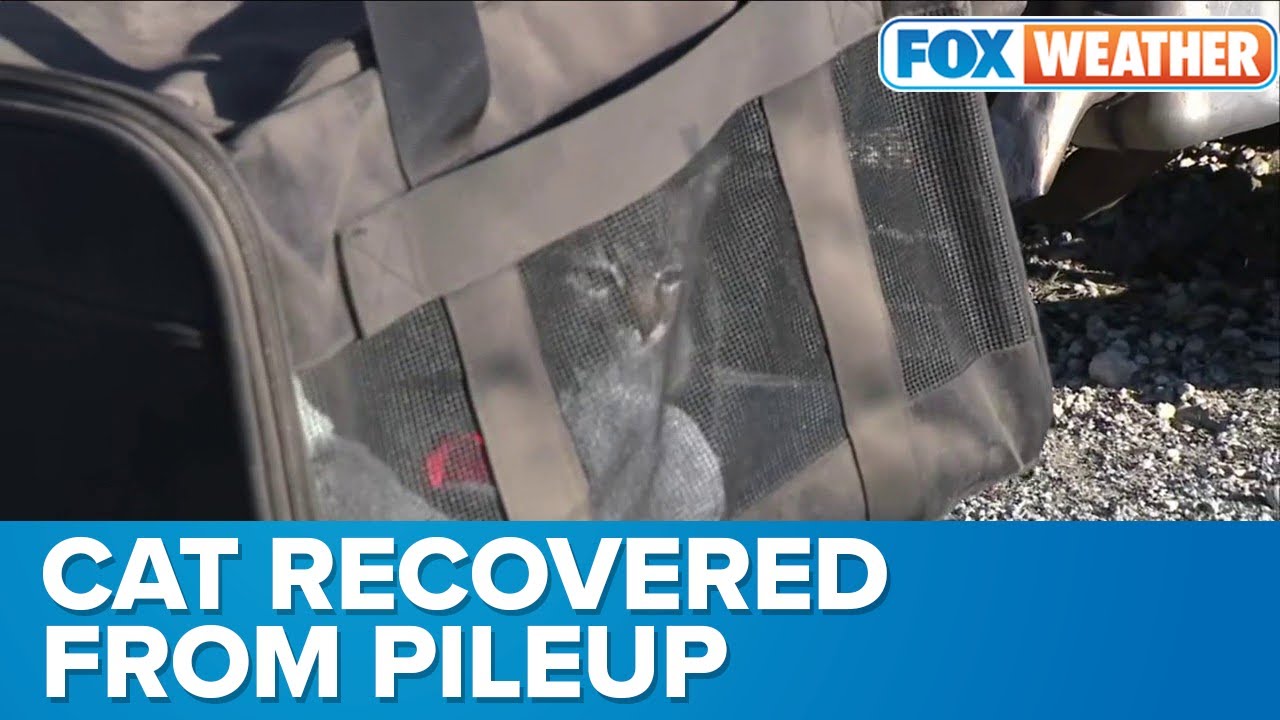 Cat Rescued From Mangled Car In Deadly I-55 Pileup - YouTube