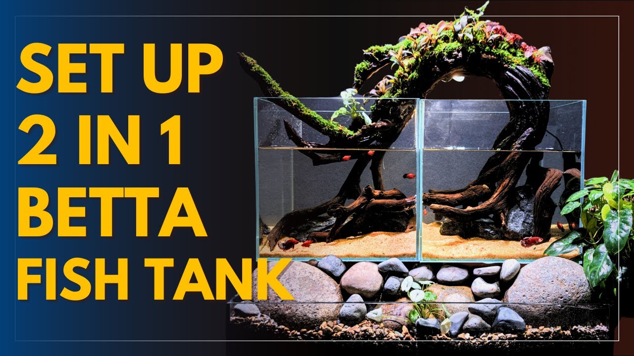 Betta Fish Tank Set Up - Aquarium Layout 2 in 1 | Here's How? - YouTube