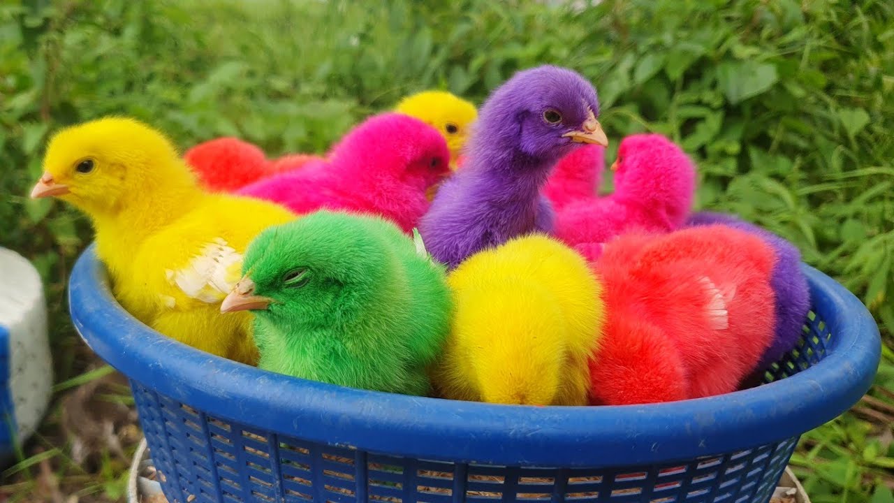 World Cute Chickens, Colorful Chickens, Rainbows Chickens, catching ...