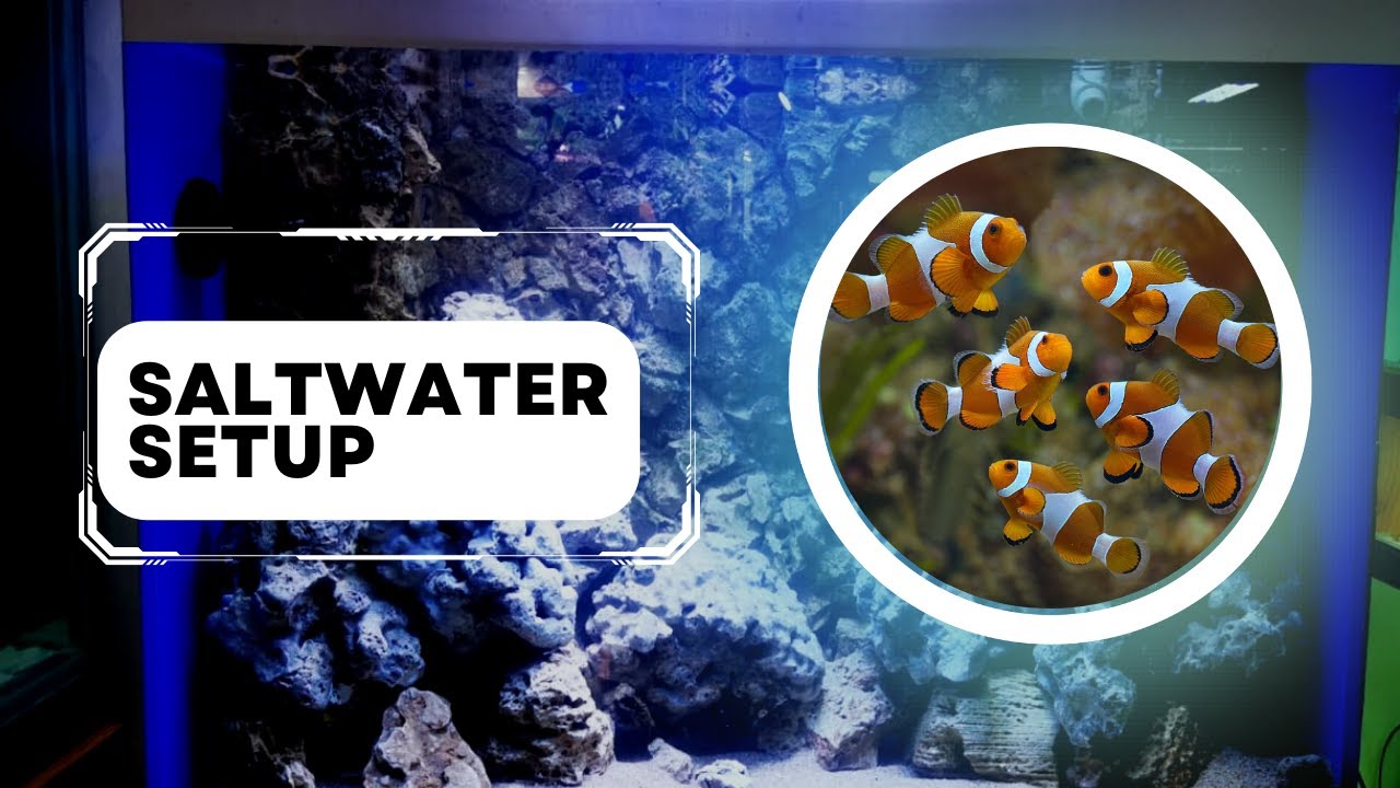 Saltwater Fish Tank setup- Part 1| Blessings Aquarium - YouTube
