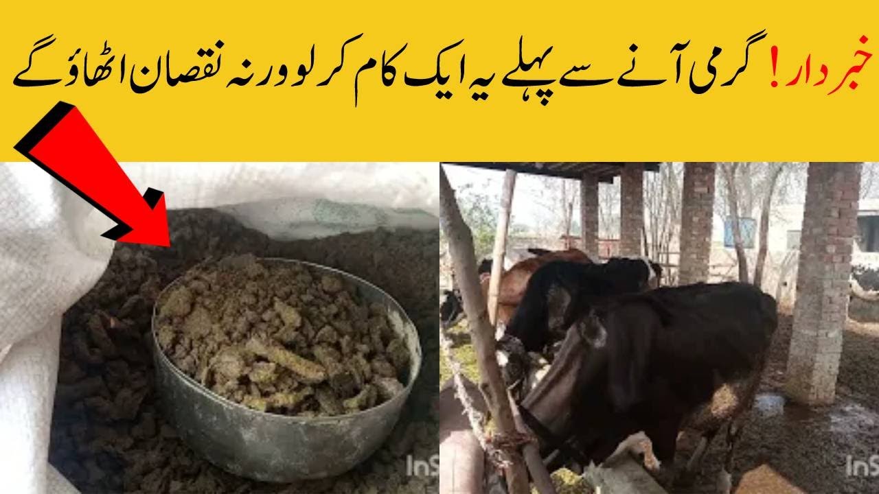 Sarso ki khal ke fayde | Feed formula for cow - YouTube