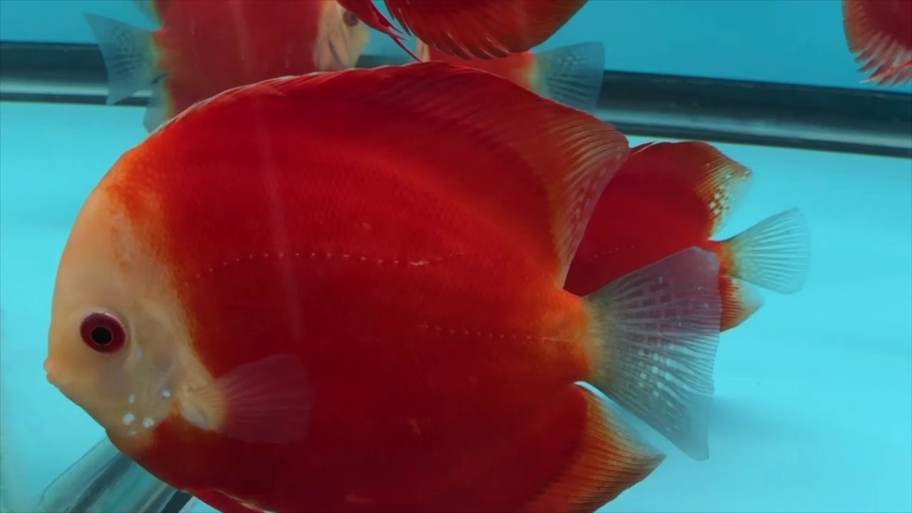Royal Red Discus - December 2019 Shipment - YouTube