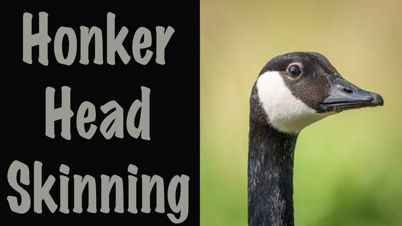 Canada goose, How to skin the head. Art of Taxidermy - YouTube