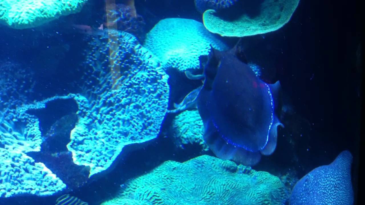 Feeding a cuttlefish - YouTube
