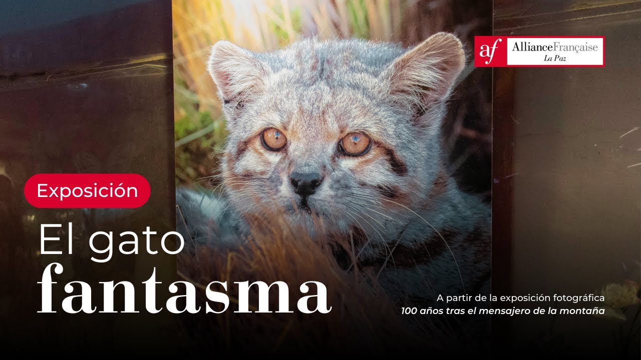 El gato fantasma (gato andino) | Exposición «100 años tras el mensajero ...