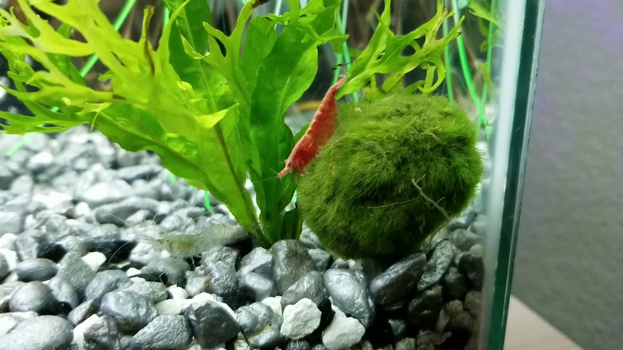 Strange Shrimp - YouTube