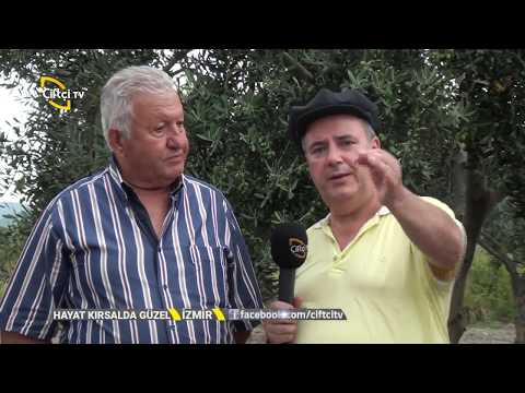 Zeytin Sineği İle Nasıl Başa Çıkılıyor? - Hayat Kırsalda Güzel / Çiftçi TV