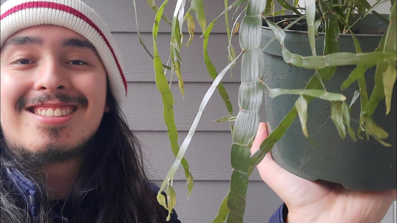 Tapeworm Plant / Ribbon and Curls (Meuhlenbeckia platyclada) - YouTube