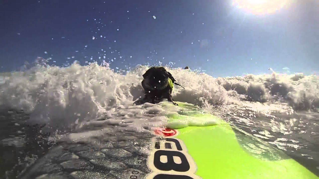 Brandy The Pug Surfing Del Mar and Huntington - YouTube