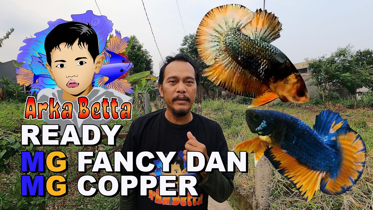 MG FANCY MG COPPER FCCP RED DAN YELLOW READY DISINI - YouTube