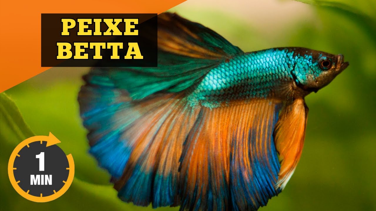 Peixe Betta - O seu primeiro animal de estimação - em 1 minuto | Paixão ...