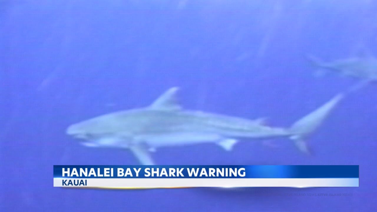 Swimmers urged to avoid Hanalei Bay on Kauai due to shark sighting ...